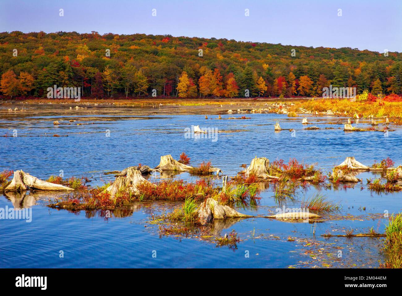 Approximately 350 acres in size, Pecks Pond in the Delaware State ...