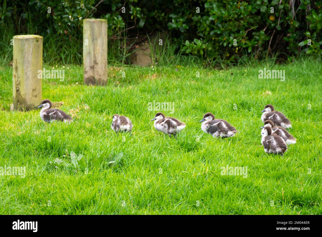 Young Paradise Ducks at Wenderholm Regional Park, Orewa, Auckland ...