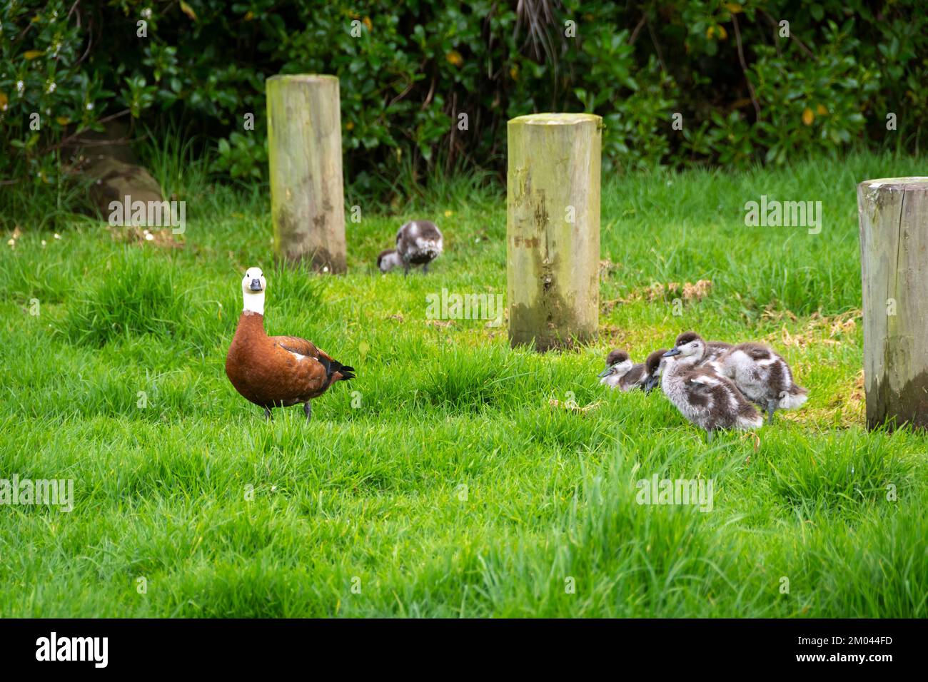 Paradise Shelduck with ducklings at Wenderholm Regional Park, Orewa ...