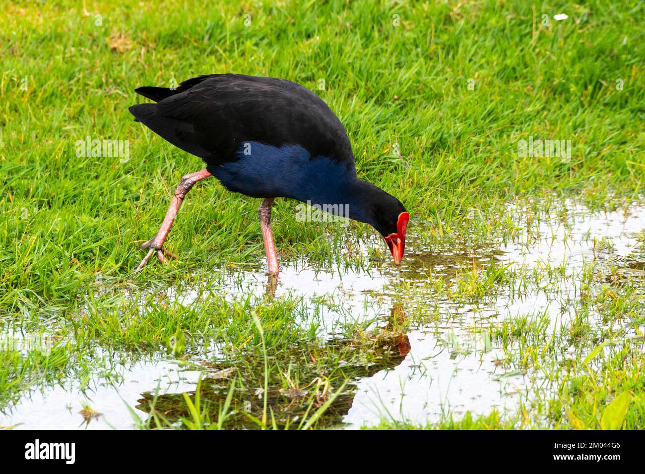 Pukeko at Wenderholm Regional Park, Orewa, Auckland, North Island, New ...