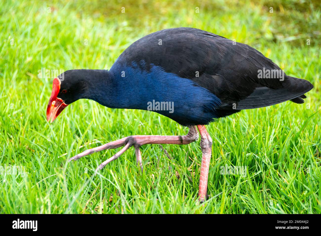 Pukeko at Wenderholm Regional Park, Orewa, Auckland, North Island, New ...