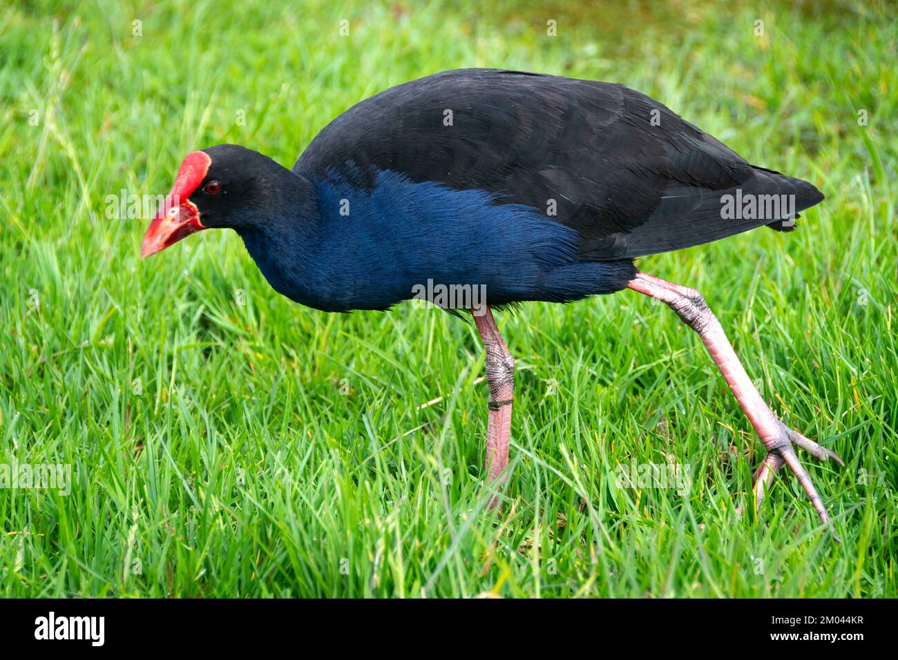 Pukeko at Wenderholm Regional Park, Orewa, Auckland, North Island, New ...