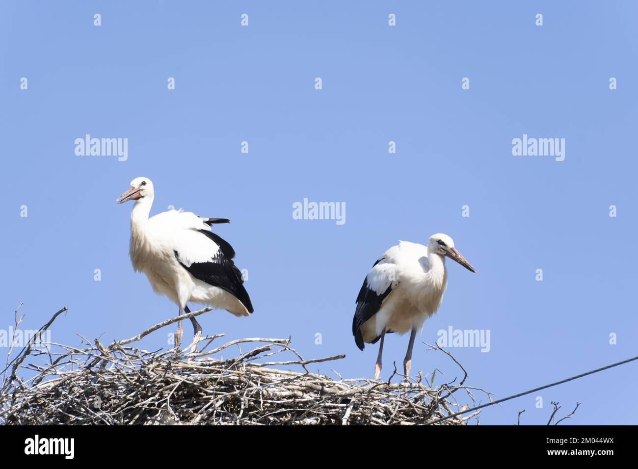stork returning to their nests in the spring months, the stork's nest ...