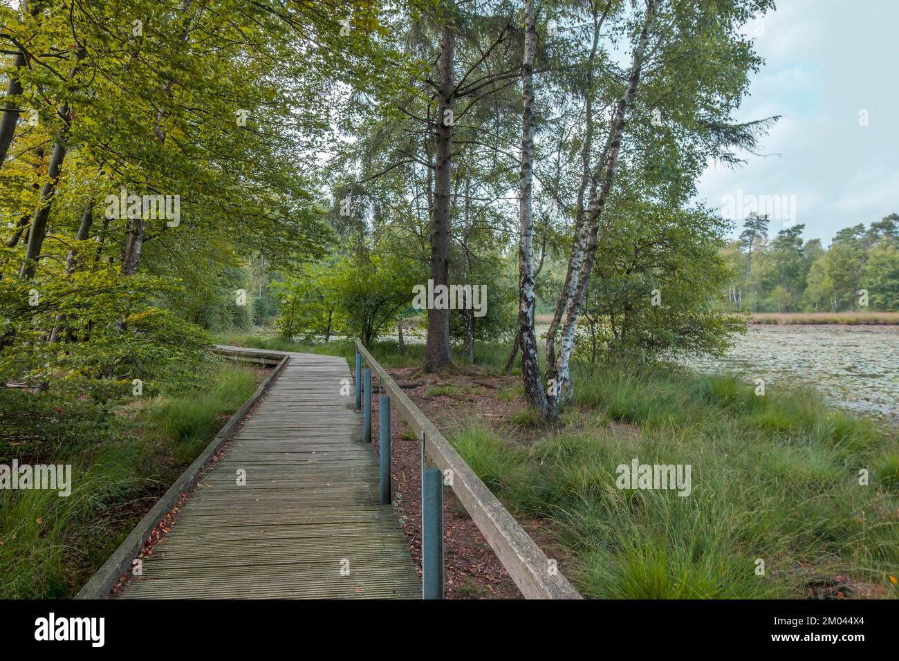 Raised Boardwalk And White Elevated Walkway Through Forest Hi Res