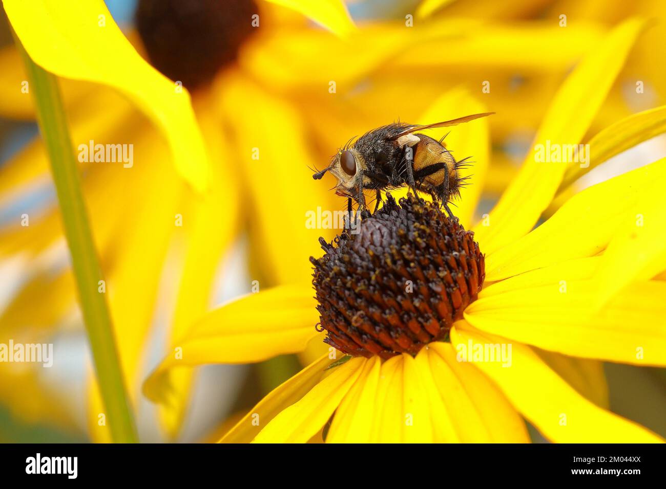Hedgehog fly (Tachina fera), collecting nectar from a flower of yellow ...