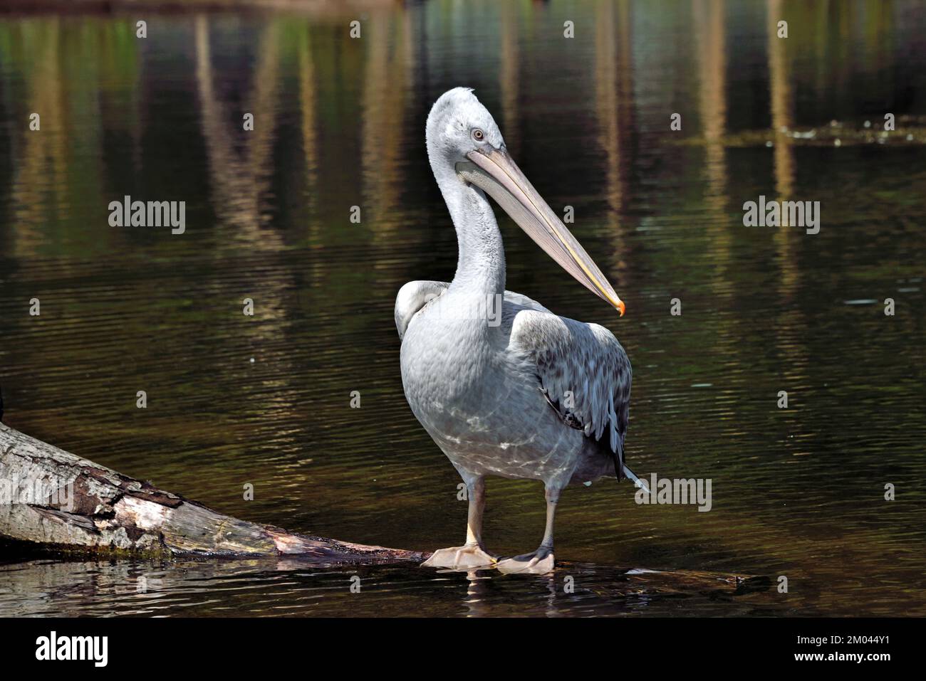 A Dalmatian Pelican (Pelicanus crispus) standing on apartially ...
