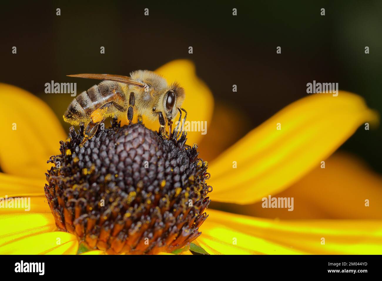 Honey bee (Apis mellifera) collecting nectar from a flower of yellow ...