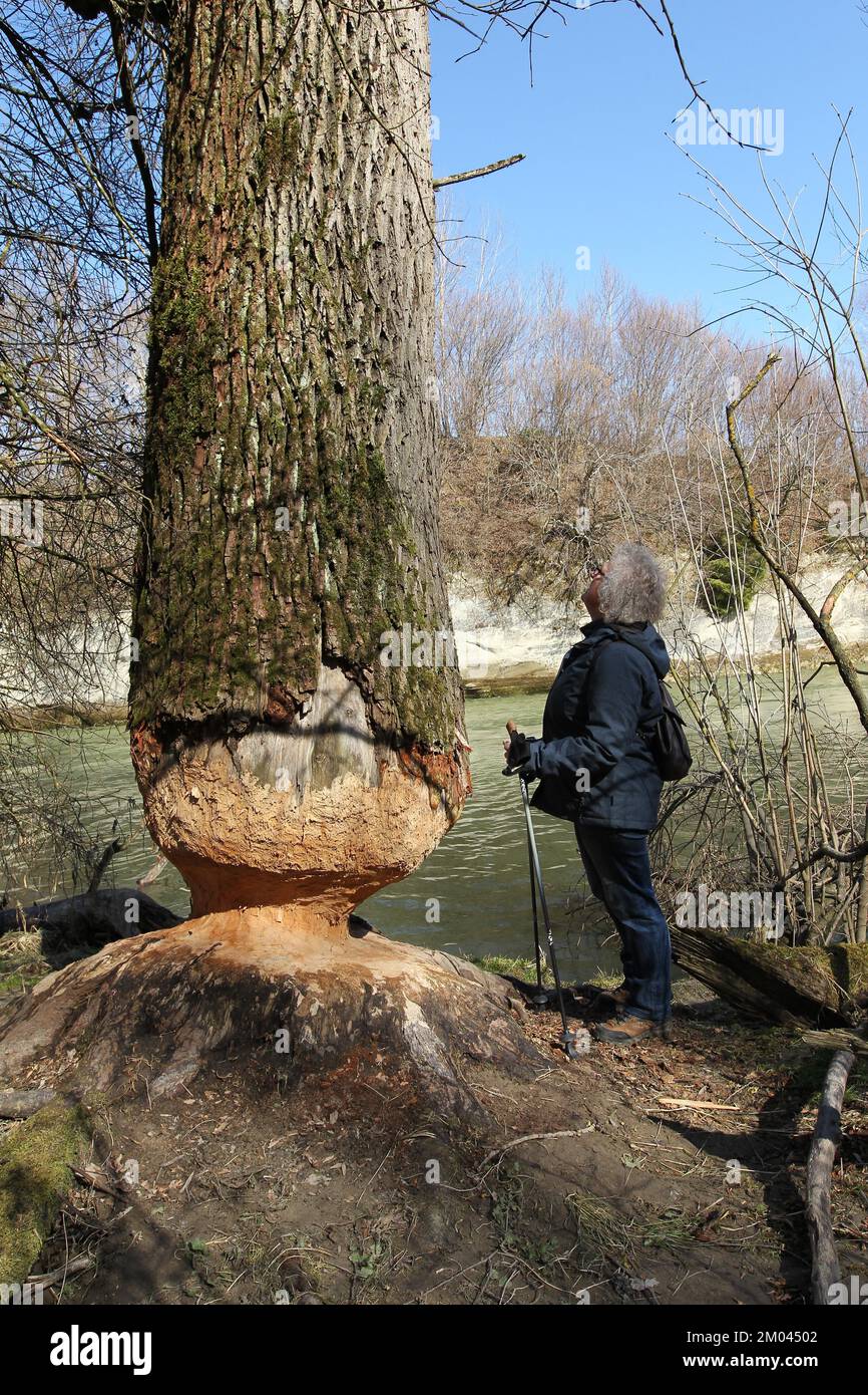 European beaver (Castor fiber) woman marvelling at feeding marks on ...
