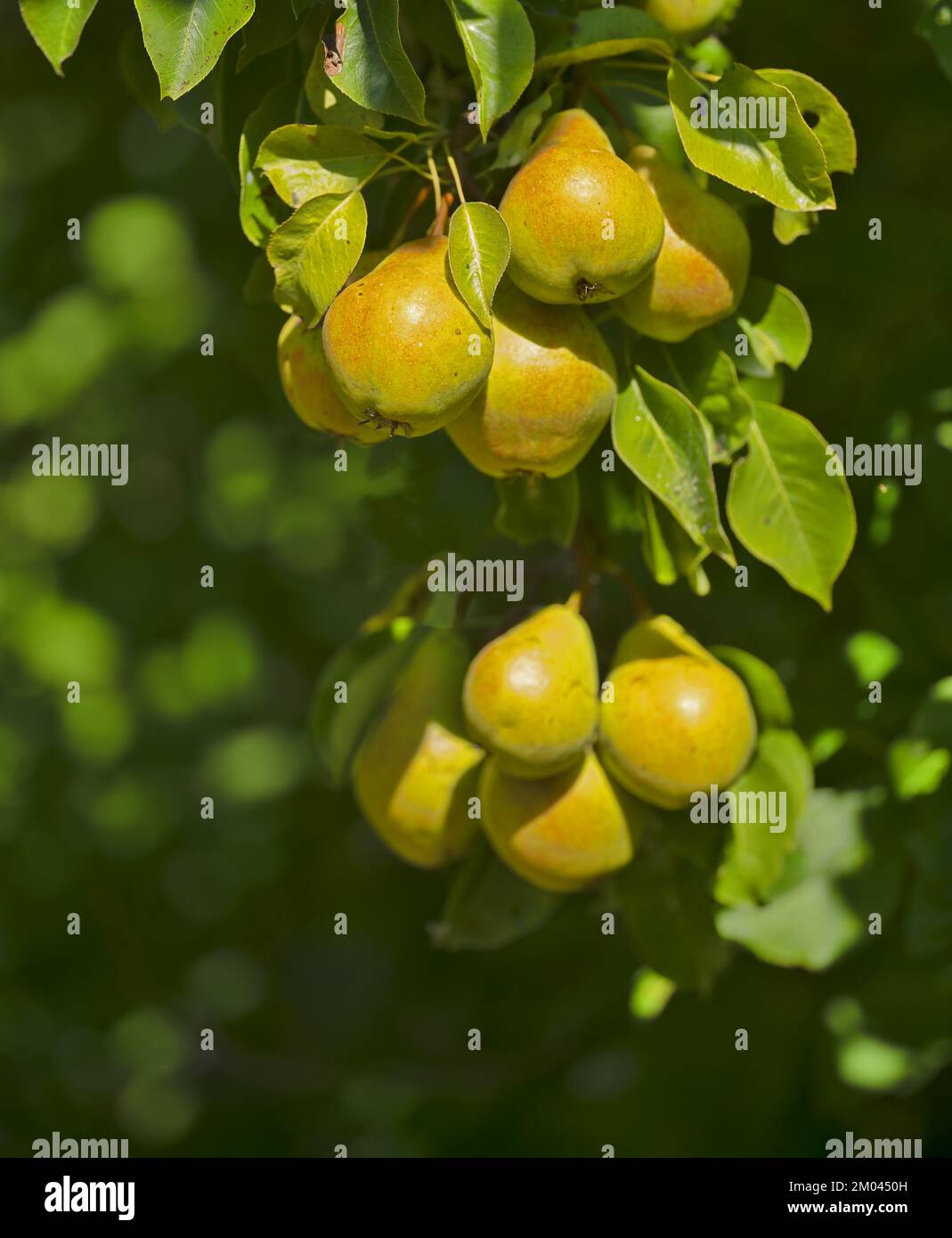 Pears on tree hi-res stock photography and images - Alamy