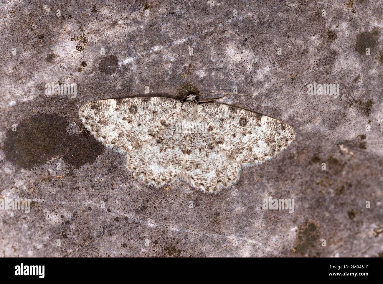 Stone moth (Charissa italohelveticus), Valais, Switzerland, Europe ...