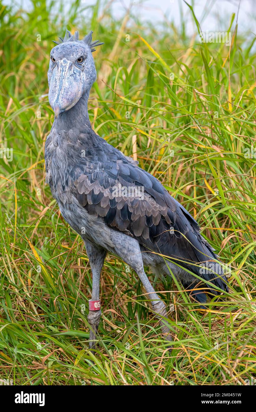 Shoebill (Balaeniceps rex), also Abu Markub, striding through marsh ...