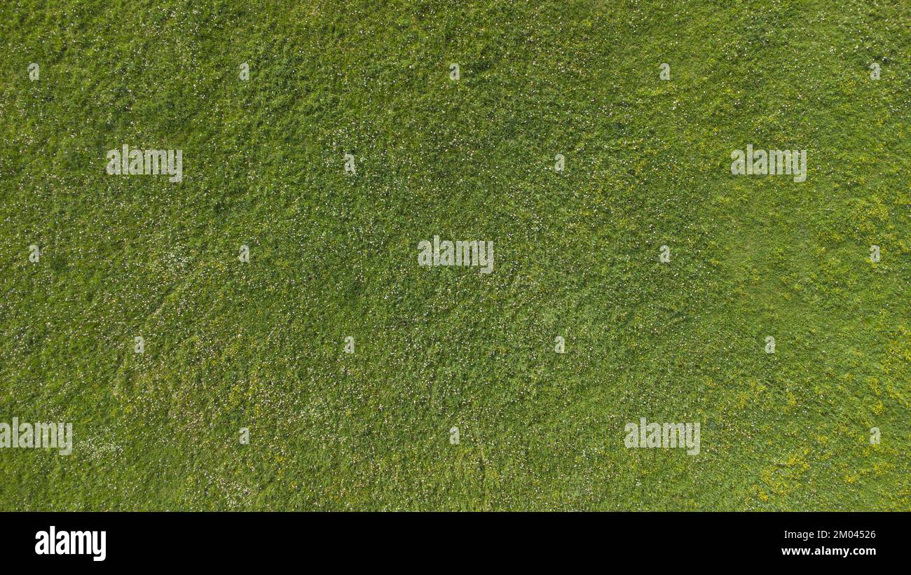 Green grass texture background Top view of bright grass garde Stock ...