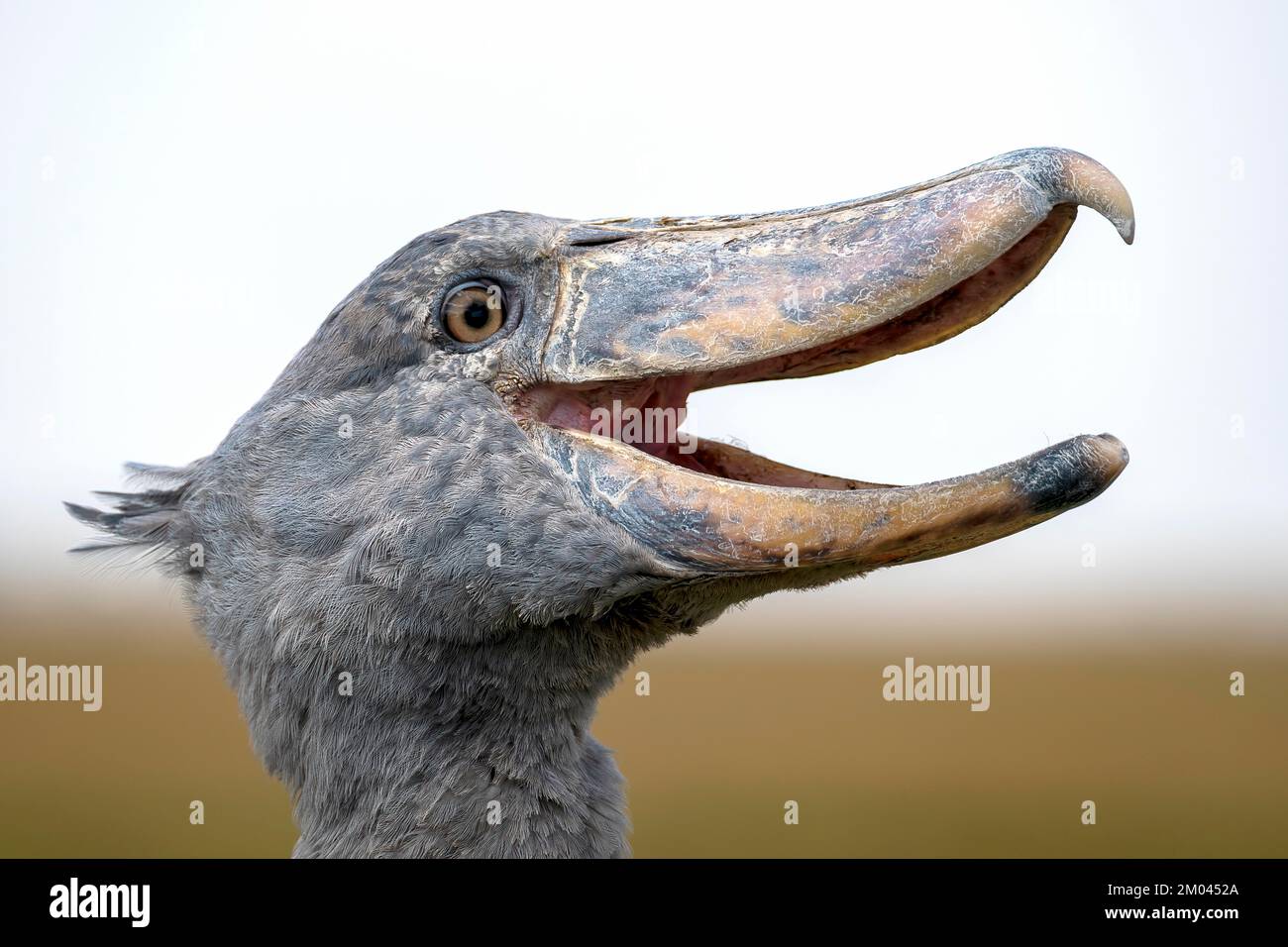 Shoebill (Balaeniceps rex), also Abu Markub, animal portrait, Bangweulu ...