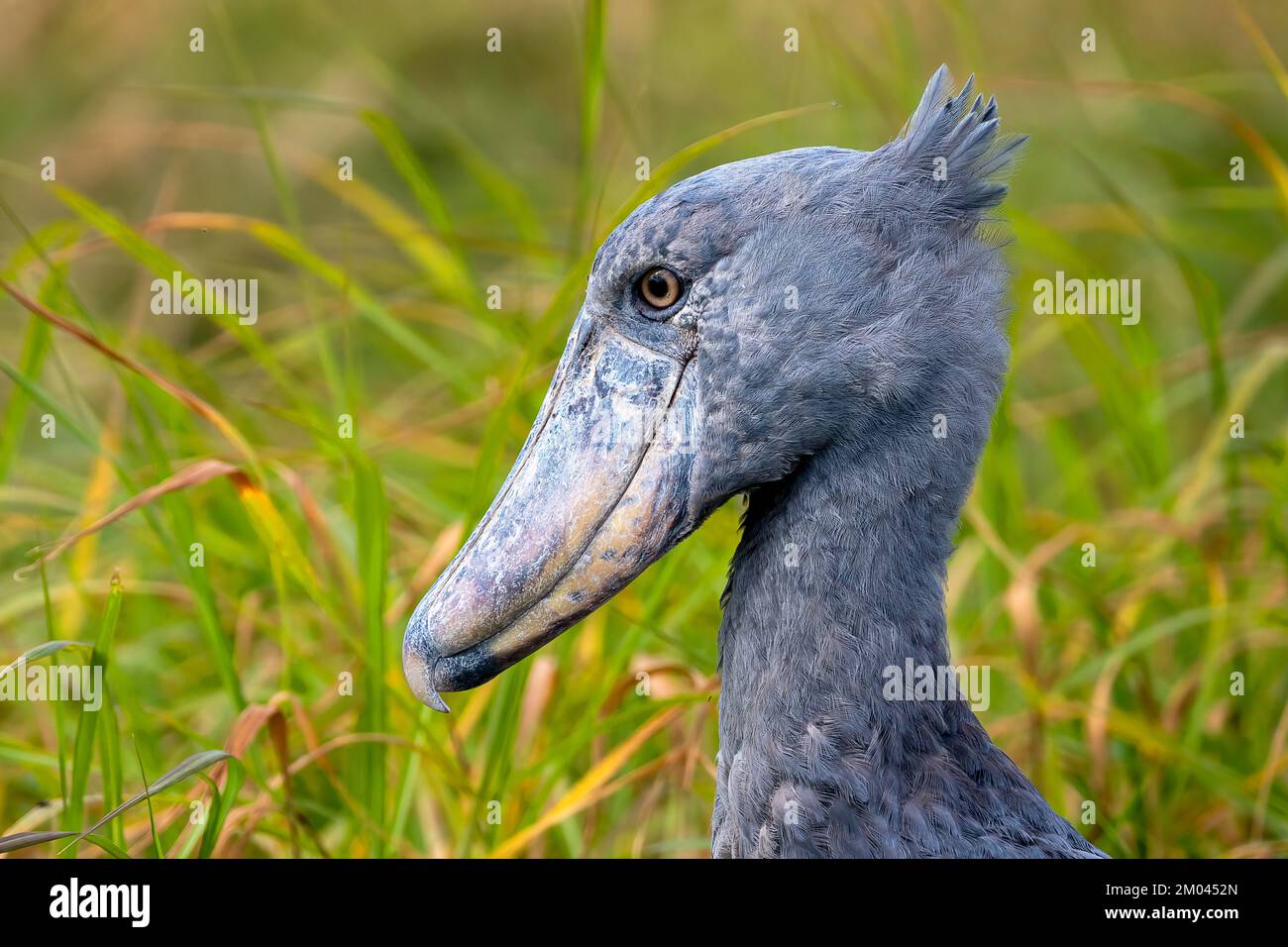 Shoebill (Balaeniceps rex), also Abu Markub, animal portrait, Bangweulu ...