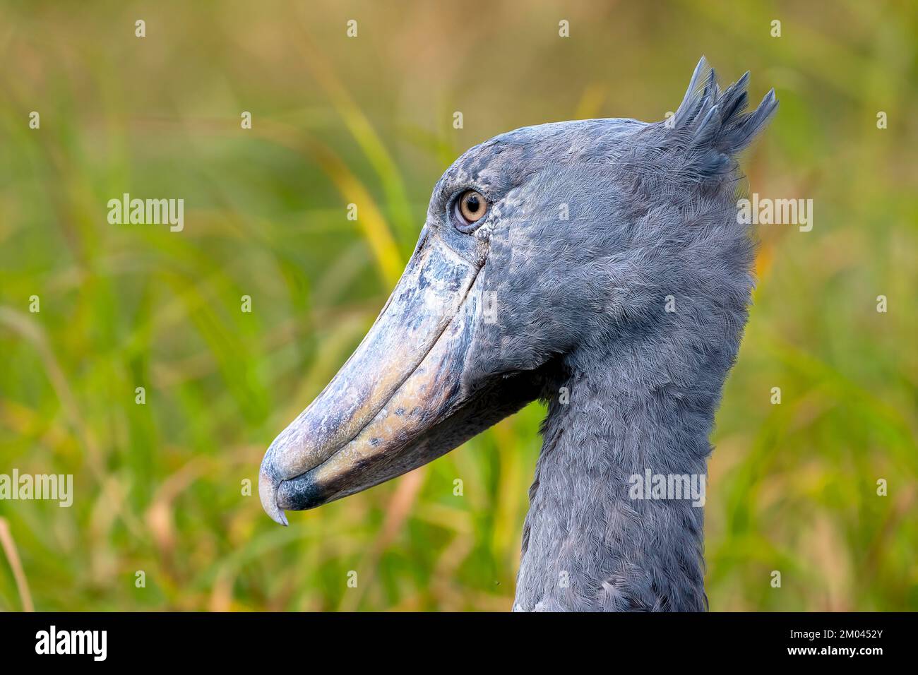 Shoebill (Balaeniceps rex), also Abu Markub, animal portrait, Bangweulu ...