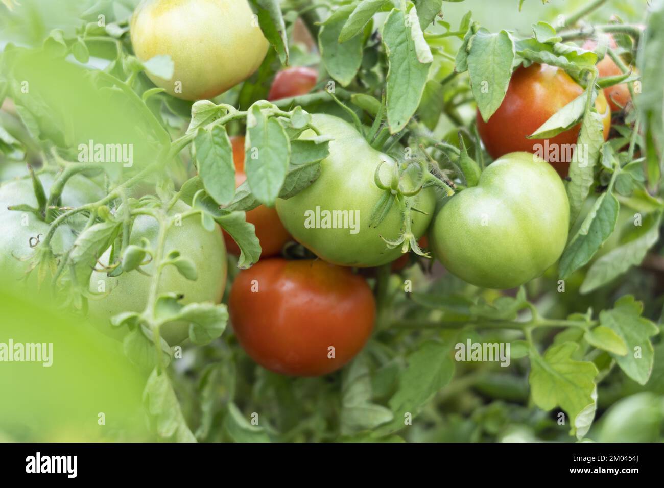 Tomato farm background hi-res stock photography and images - Alamy