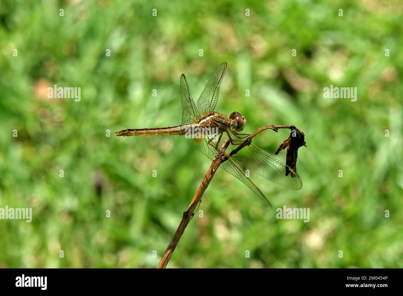 A female Scarlet Skimmer Dragonfly (Crocothemis servilia) resting on a ...