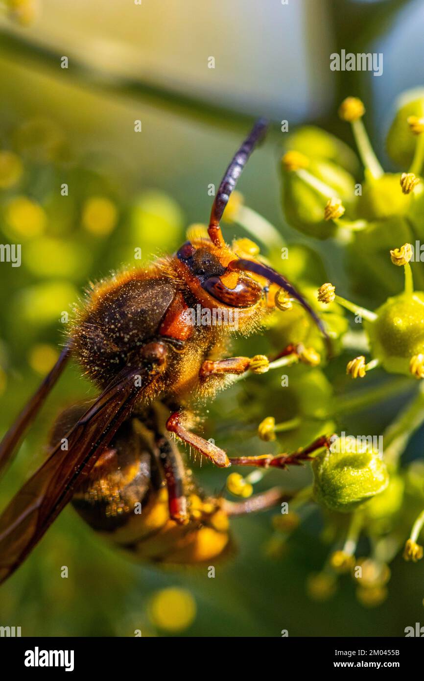 European hornet (Vespa crabro), close-up, Lower Austria, Austria ...