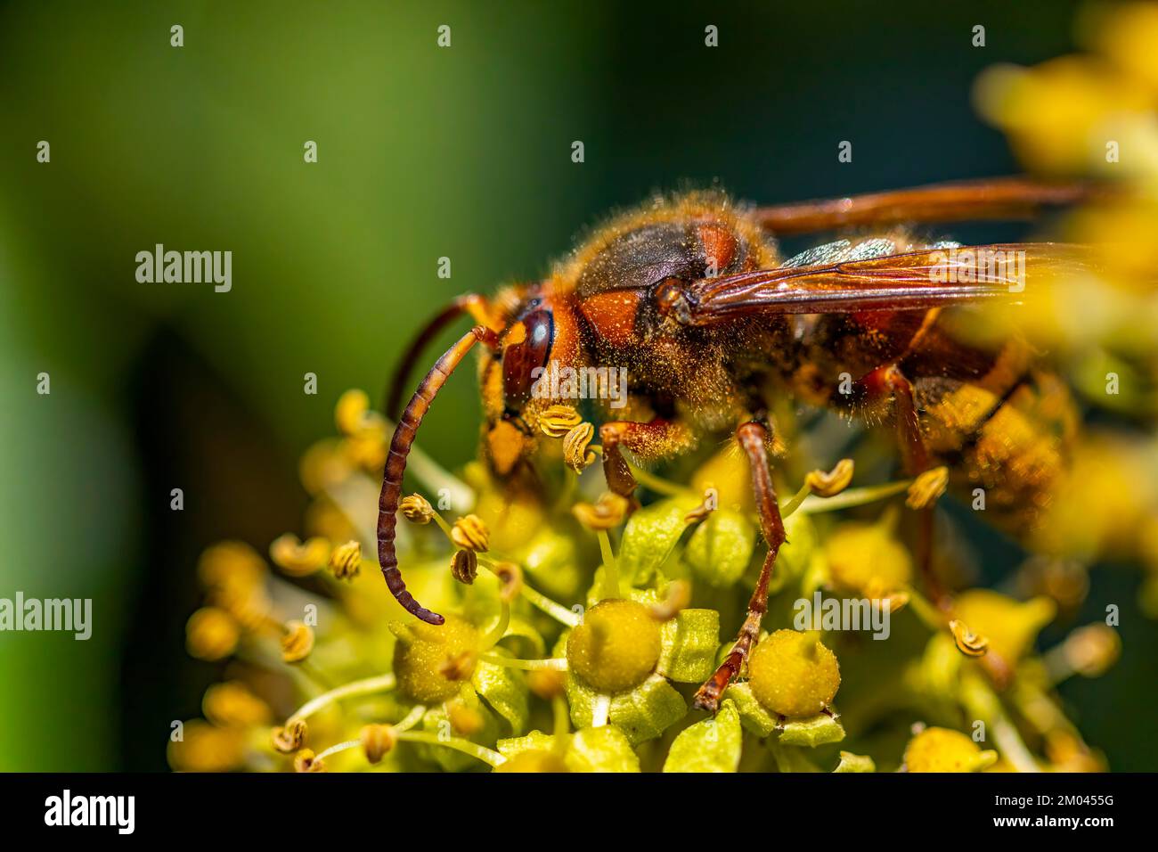 European hornet (Vespa crabro), close-up, Lower Austria, Austria ...