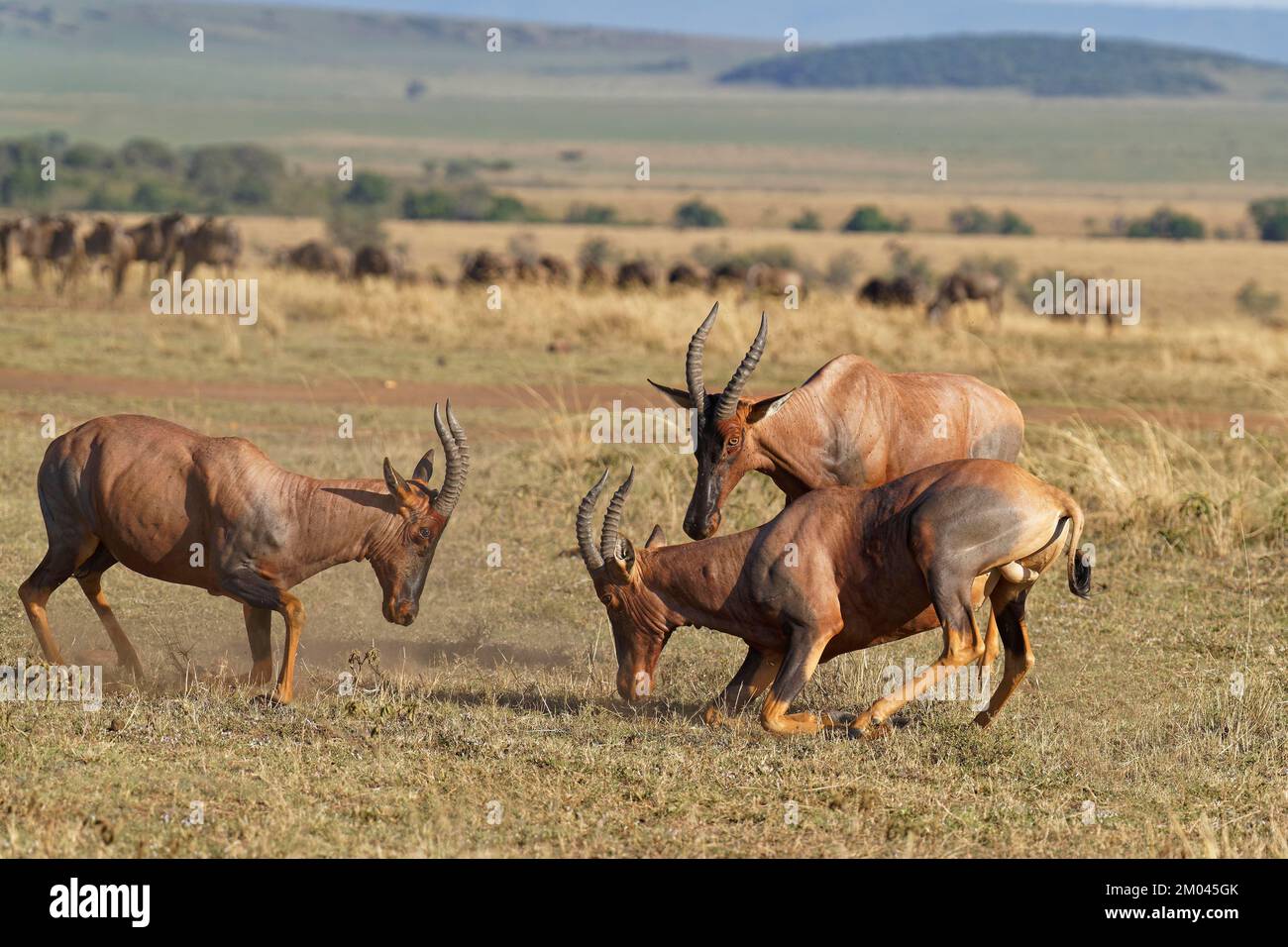 Fight between two Topi lei antelope bulls, Maasai Mara Game Reserve ...