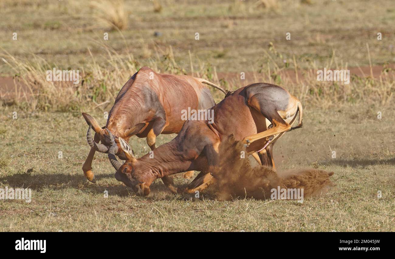 Fight between two Topi lei antelope bulls, Maasai Mara Game Reserve ...