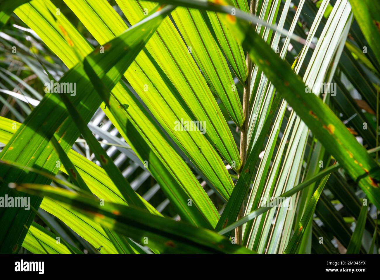 Nikau palm fronds, Victoria Reserve, Waiheke Island, Auckland, North ...