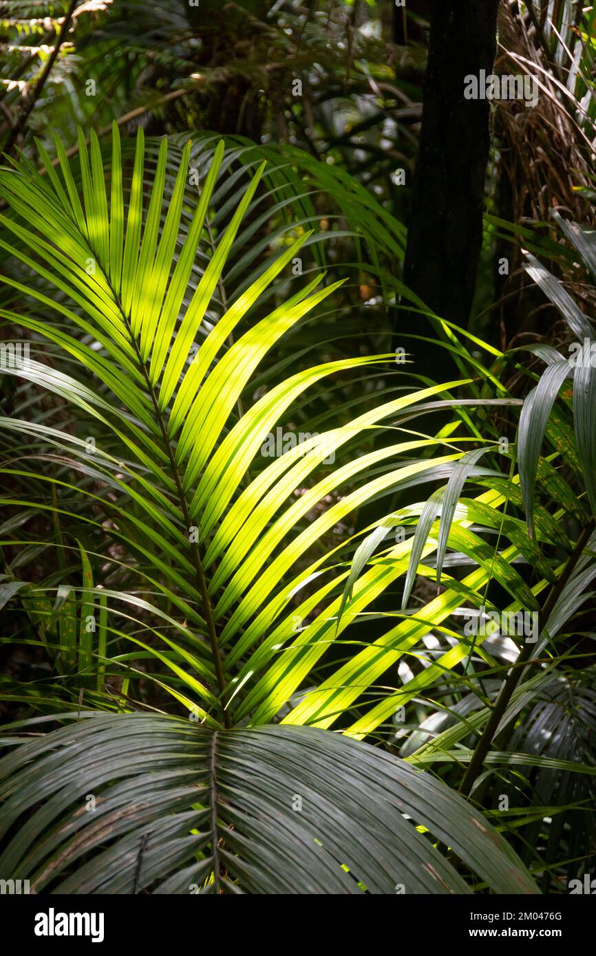 Tree nikau palm native hi-res stock photography and images - Alamy