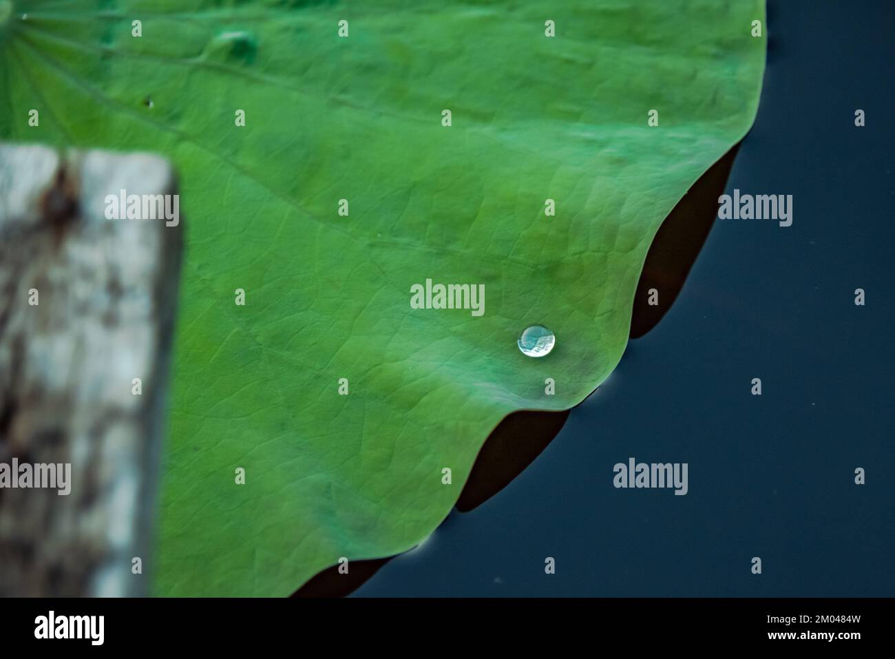 water droplet on lotus pad at twilight Stock Photo - Alamy