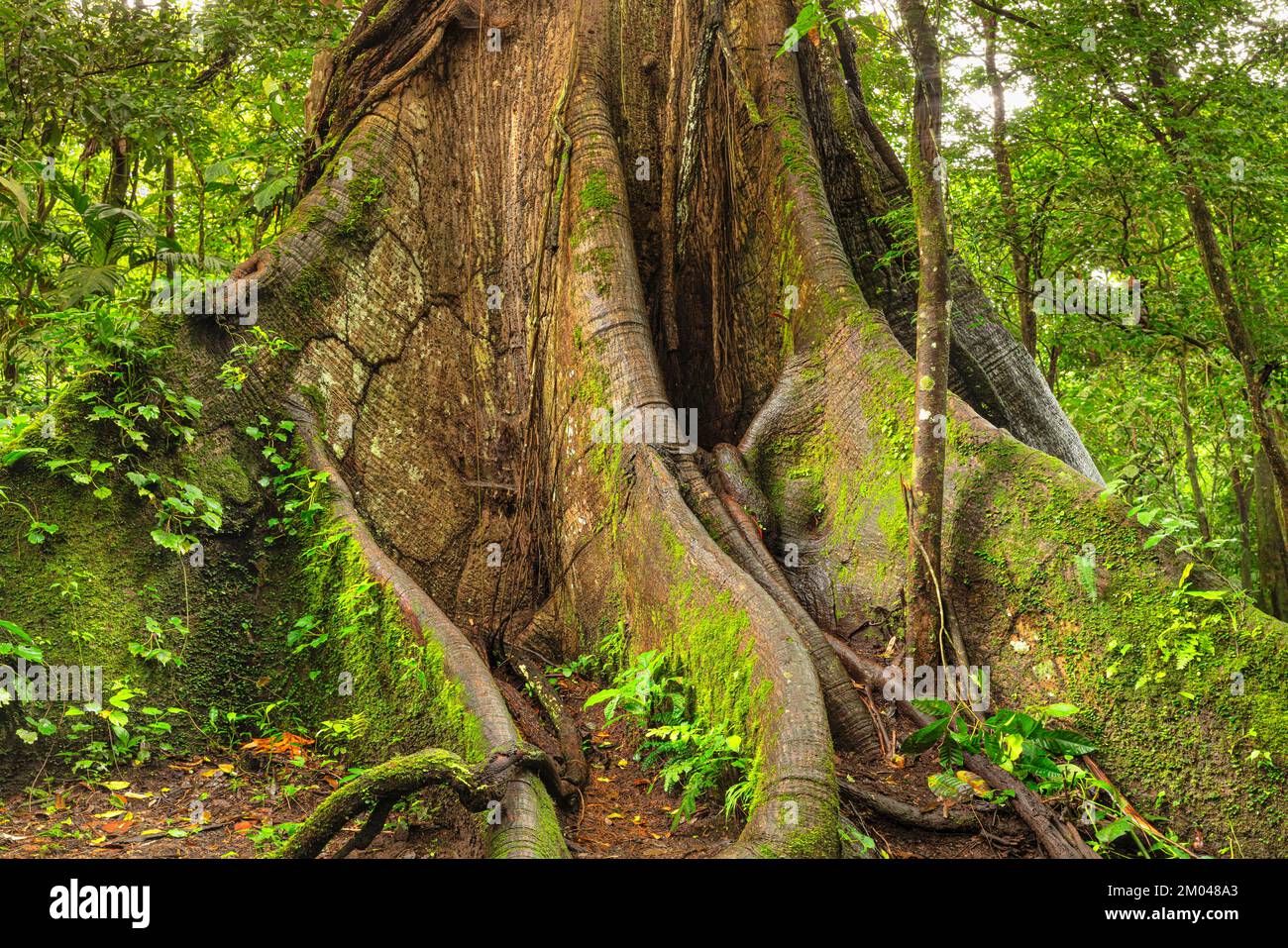 30 metre high kapok silk-cotton tree (Ceiba pentandra) in the ...