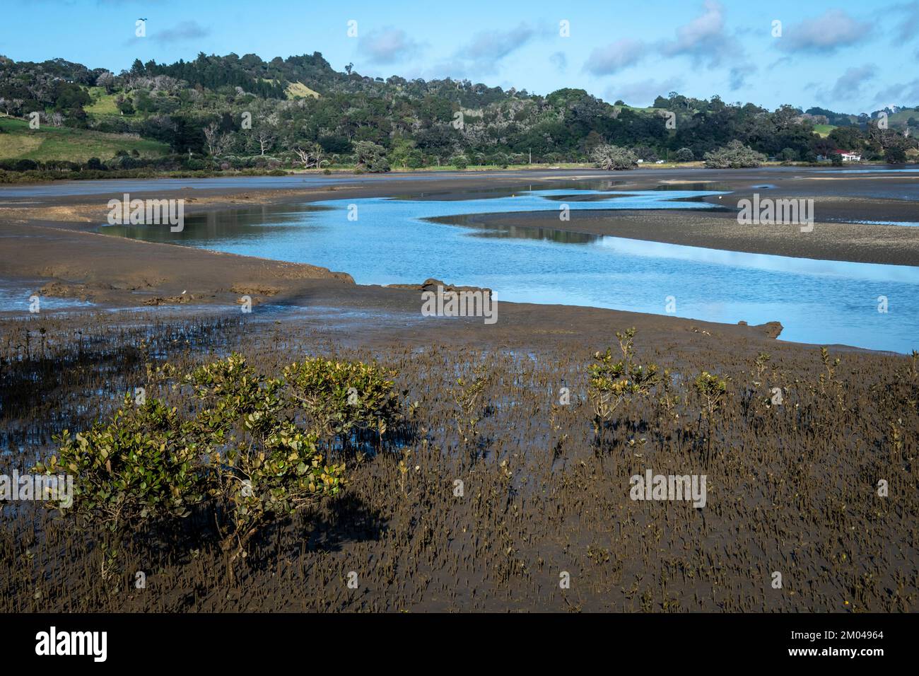 Puhoi river estuary, Wenderholm Regional Park, Orewa, Auckland, North ...