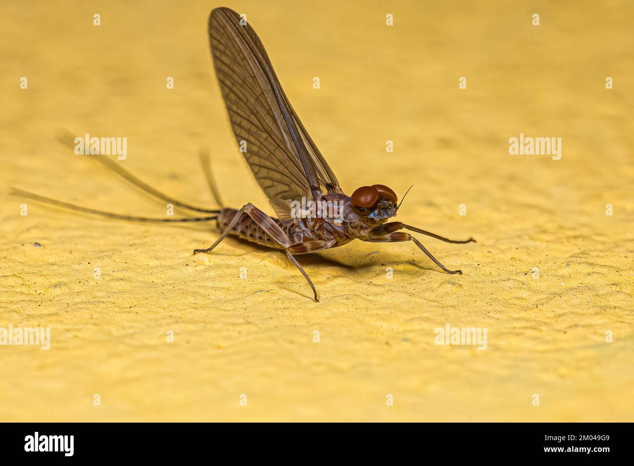 Adult Male Prong-gilled Mayfly of the genus Thraulodes Stock Photo - Alamy
