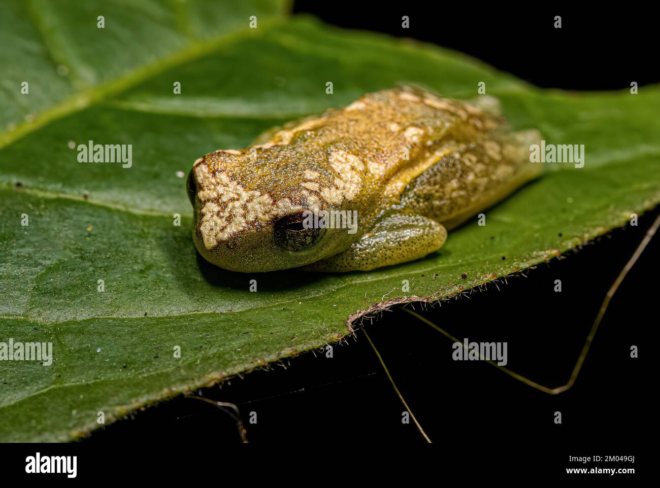 Yellow Tree Frog of the Genus Dendropsophus Stock Photo - Alamy