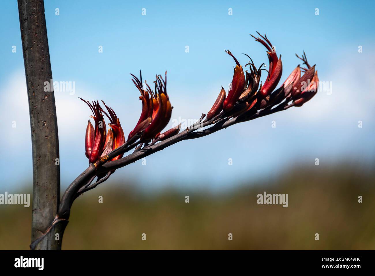 New zealand flax plant red hi-res stock photography and images - Alamy