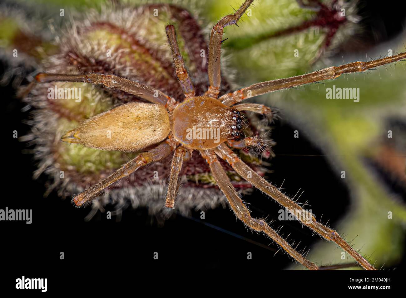 Adult Longlegged Sac Spider of the Genus Cheiracanthium Stock Photo - Alamy