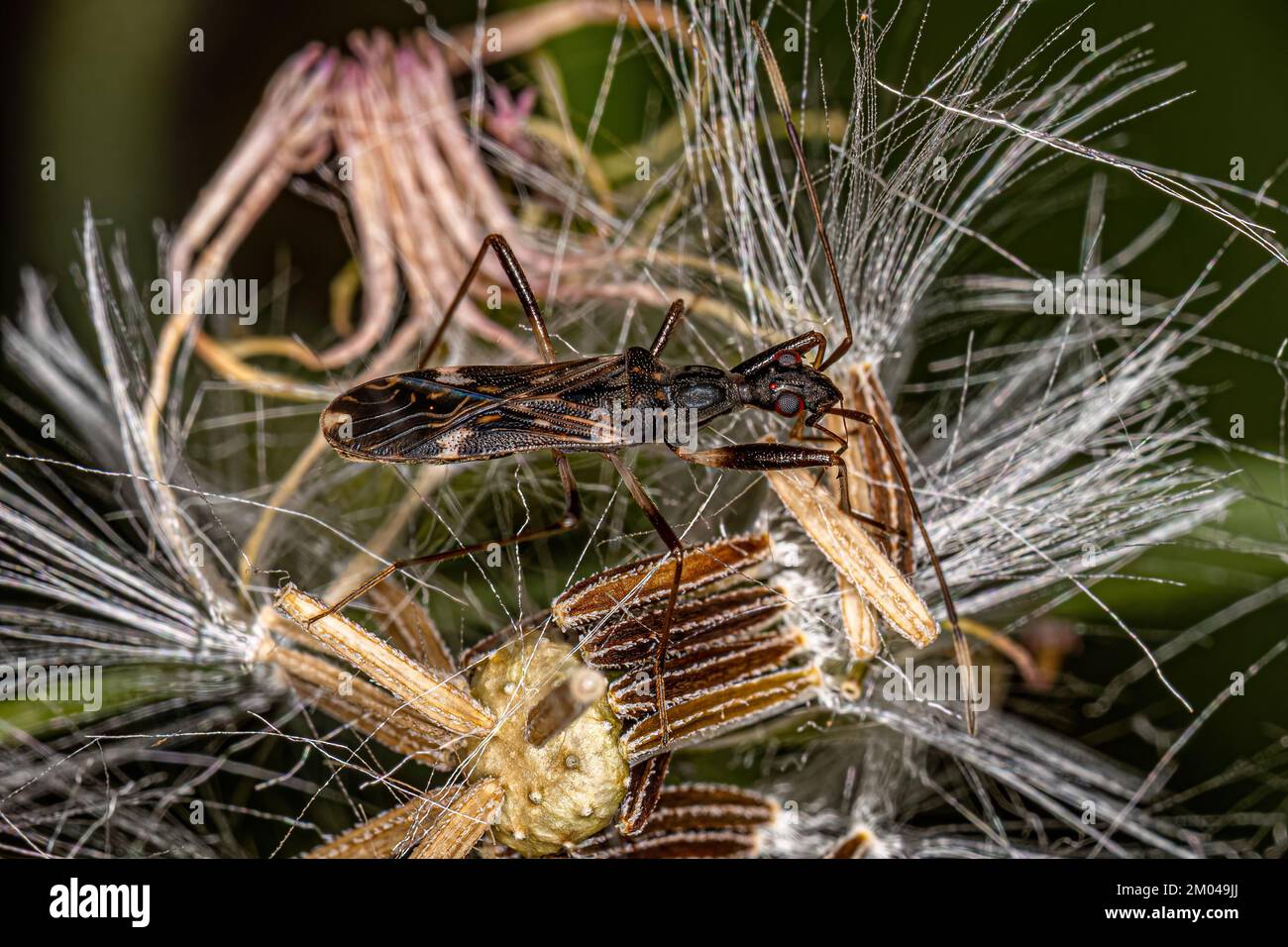 Adult Dirt-colored Seed Bug of the Subfamily Rhyparochrominae Stock ...