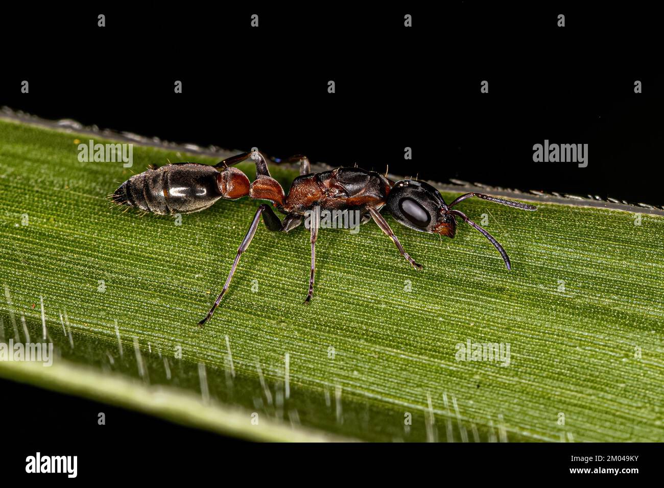 Adult Female Twig Ant of the Genus Pseudomyrmex Stock Photo - Alamy