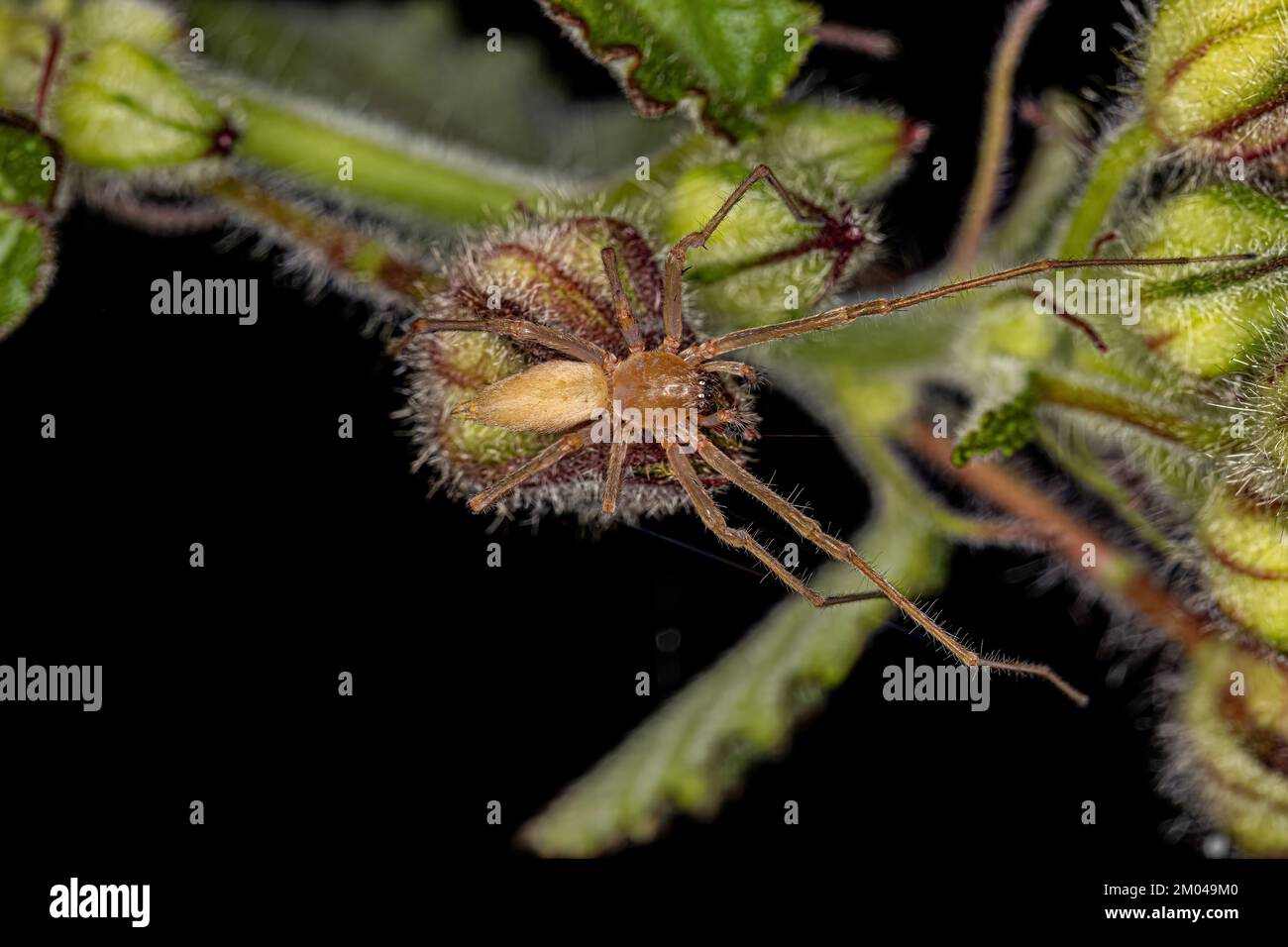 Adult Longlegged Sac Spider of the Genus Cheiracanthium Stock Photo - Alamy