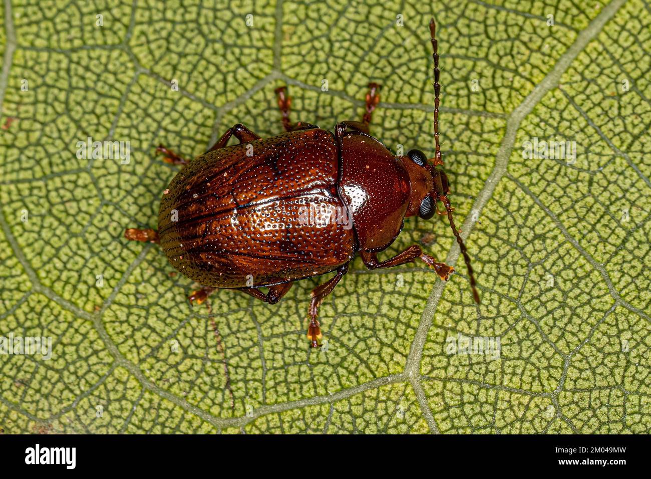Adult Leaf Beetle of the Subfamily Eumolpinae Stock Photo - Alamy