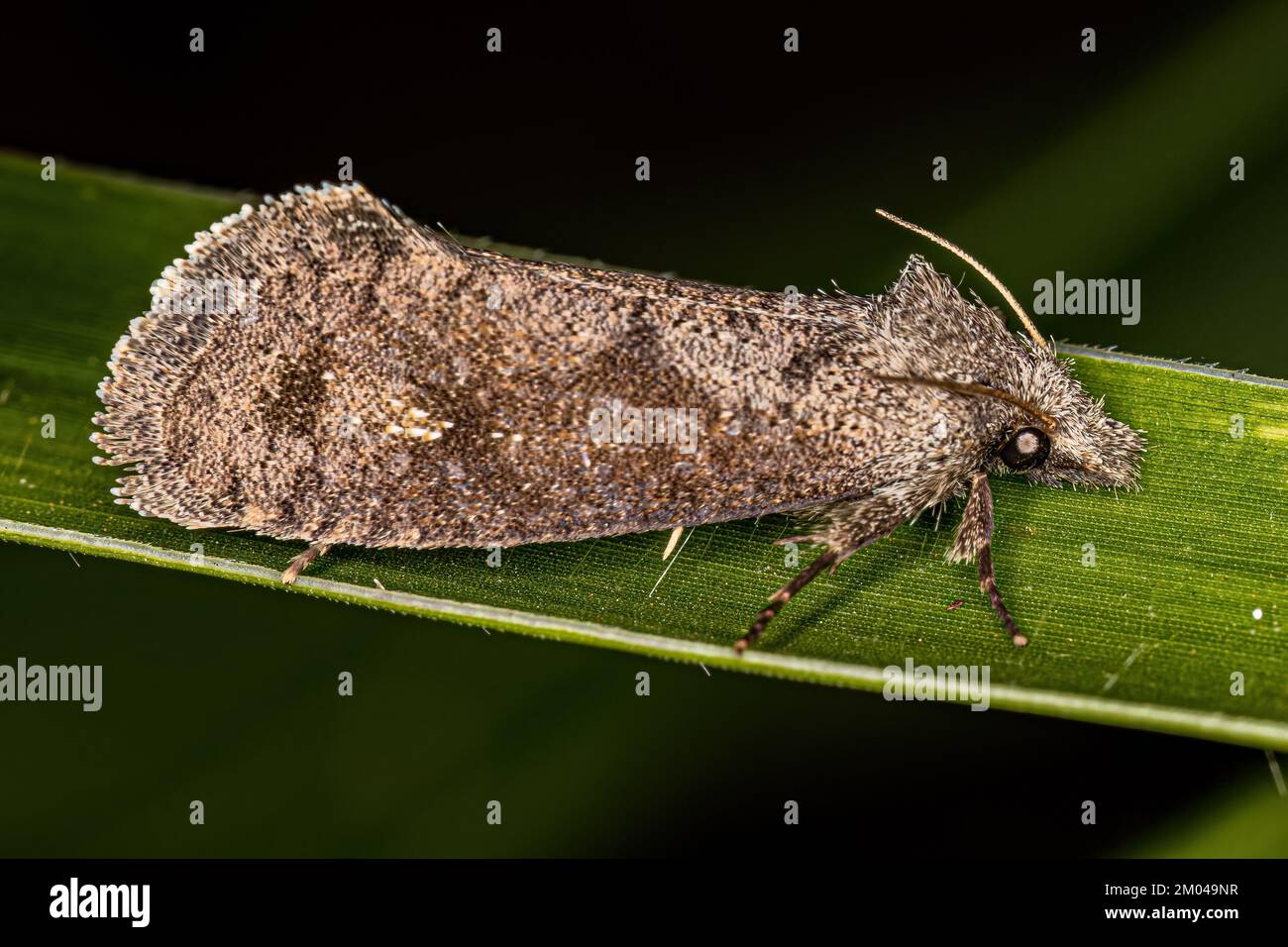 Adult Grass Tubeworm Moth of the Genus Acrolophus Stock Photo - Alamy