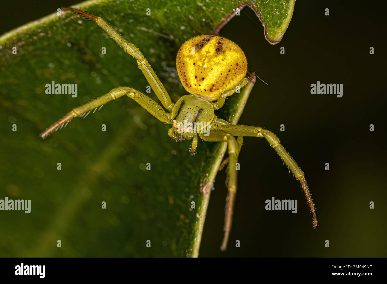 Small Female Crab Spider of the Genus Misumenops Stock Photo - Alamy