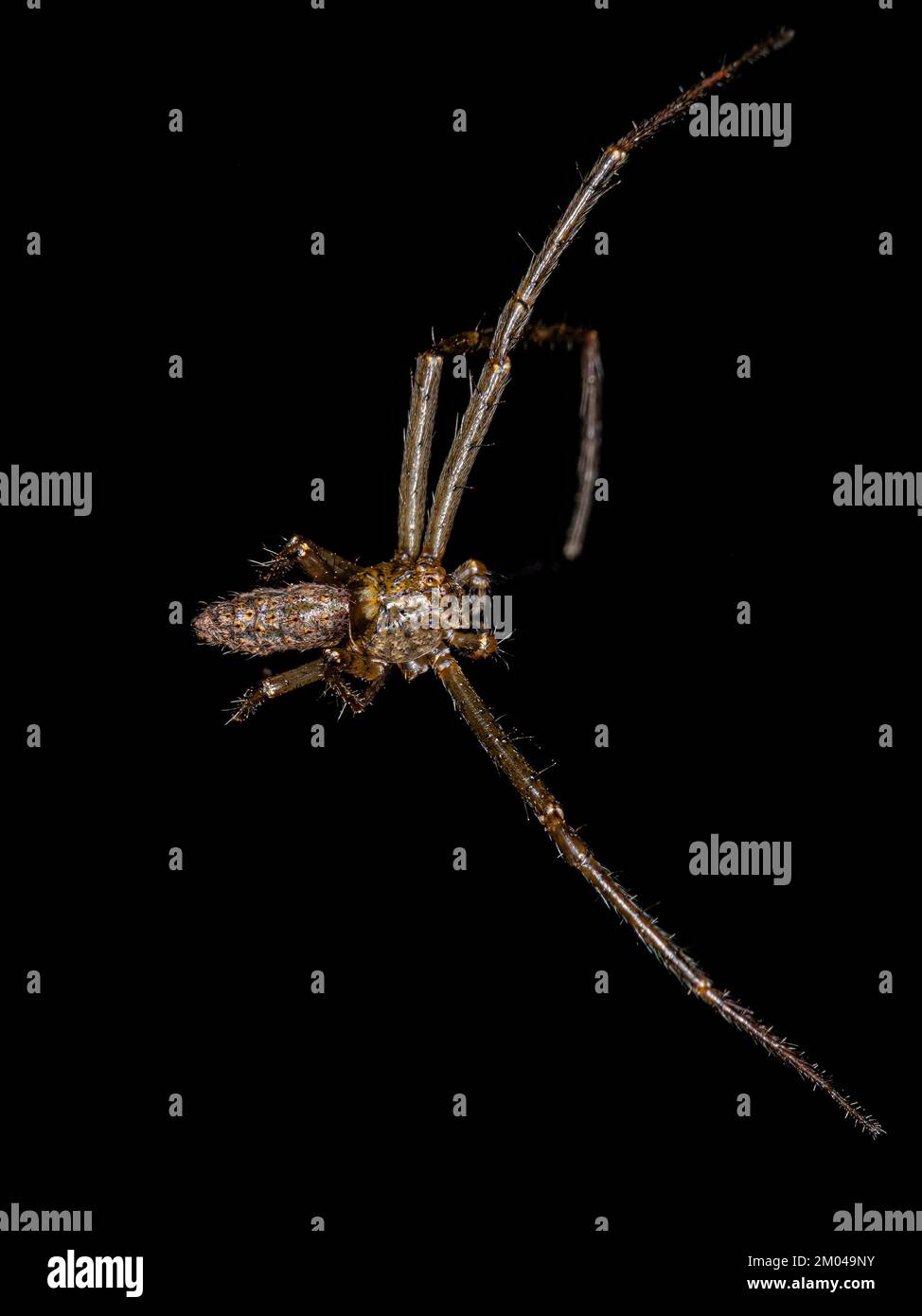 Adult Male Octopus Crab Spider of the Genus Tmarus Stock Photo - Alamy