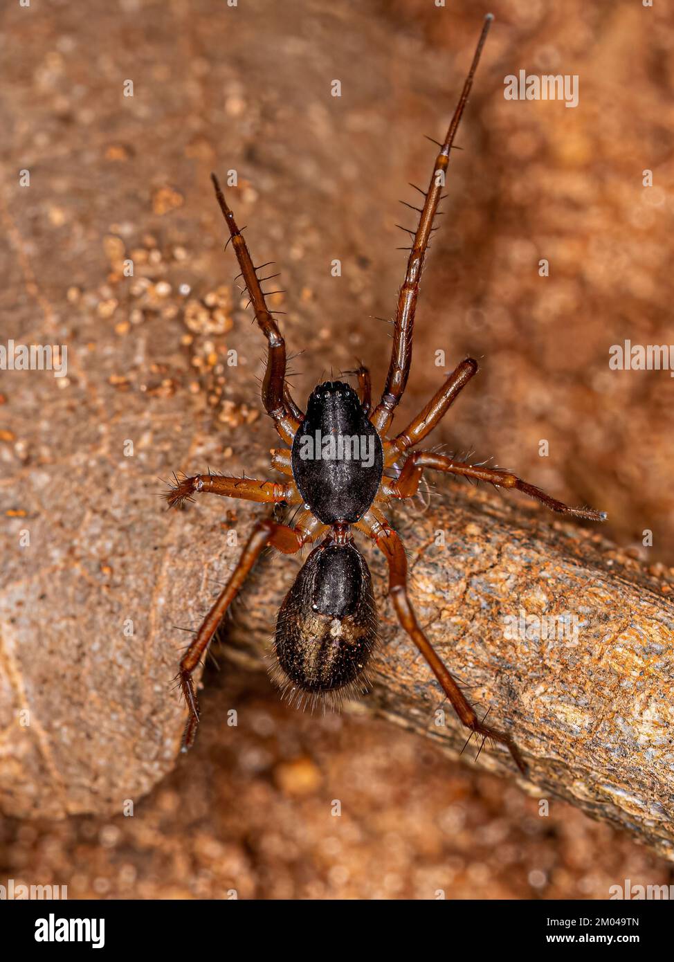 Small Ant mimic Sac Spider of the species Falconina gracilis Stock ...