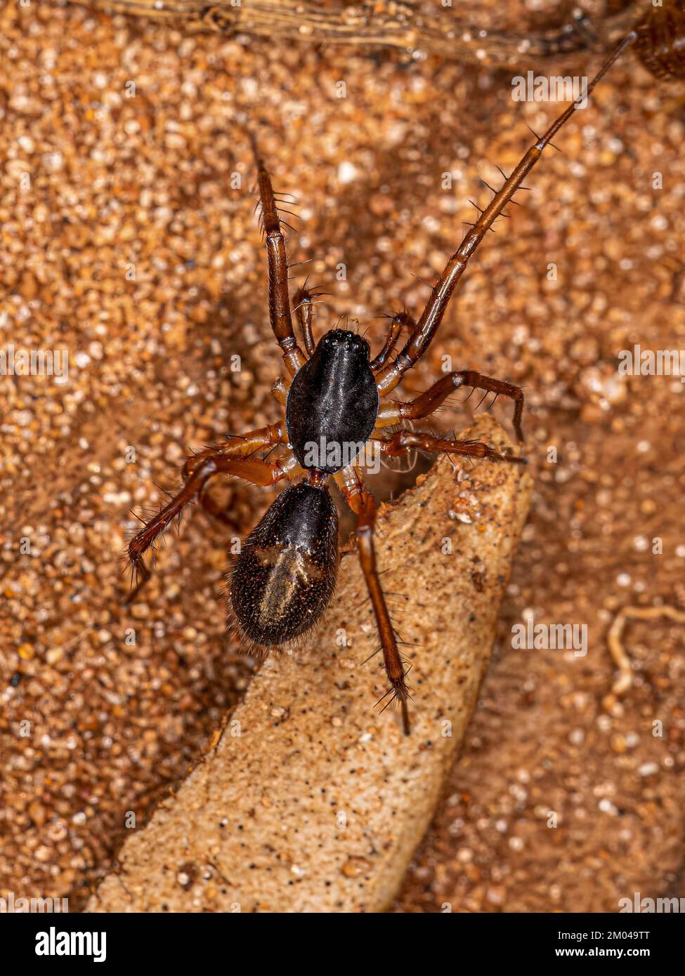 Small Ant mimic Sac Spider of the species Falconina gracilis Stock ...