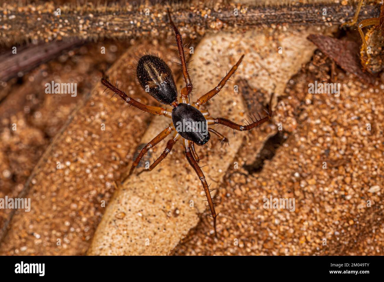 Black ant mimic spider hi-res stock photography and images - Alamy