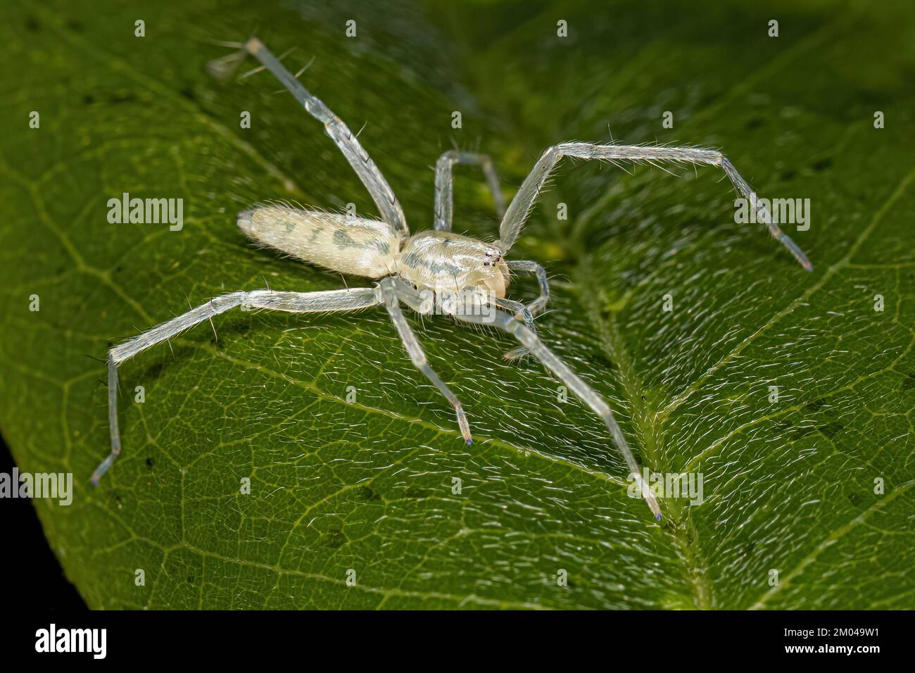 Small Ghost Spider of the Family Anyphaenidae Stock Photo - Alamy