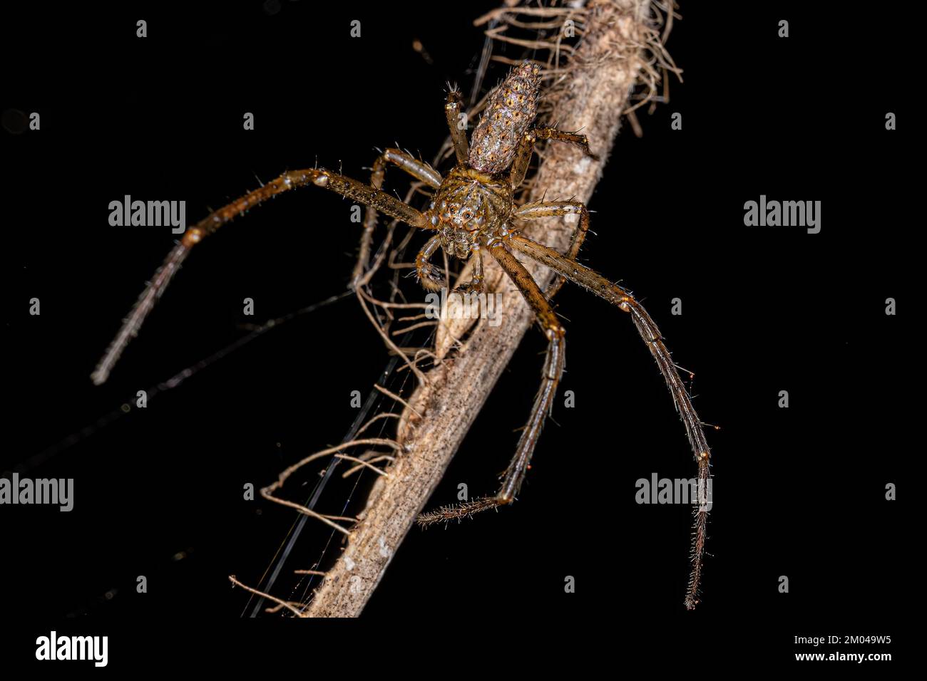 Adult Male Octopus Crab Spider of the Genus Tmarus Stock Photo - Alamy