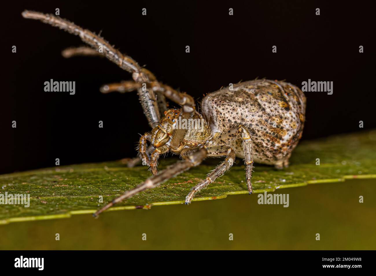 Adult Female Octopus Crab Spider of the Genus Tmarus Stock Photo - Alamy
