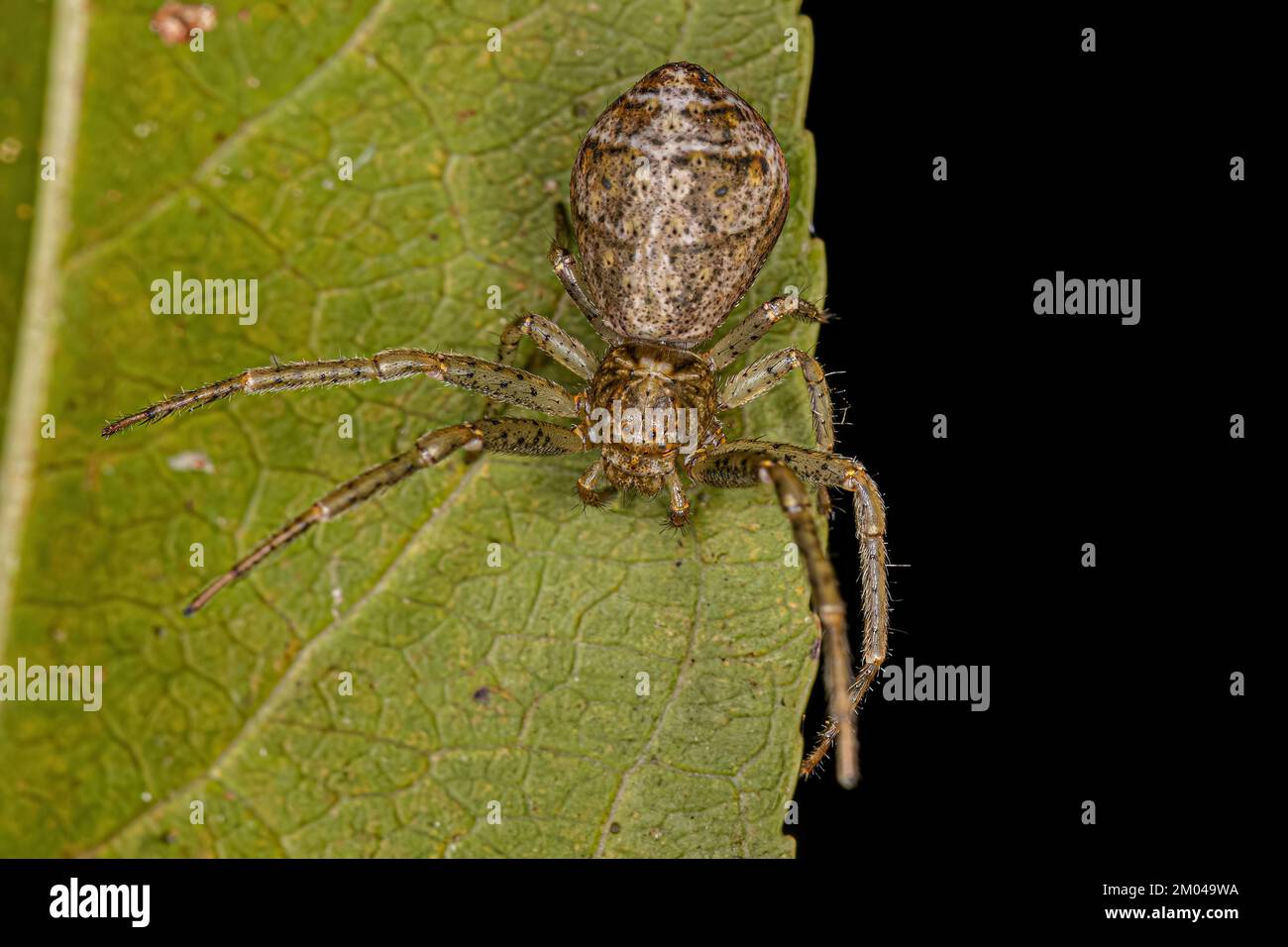 Adult Female Octopus Crab Spider of the Genus Tmarus Stock Photo - Alamy