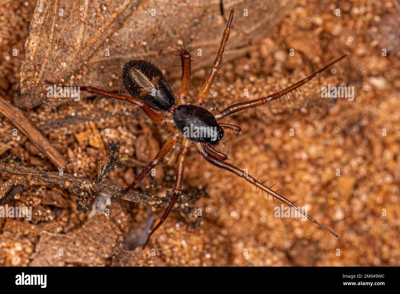Small Ant mimic Sac Spider of the species Falconina gracilis Stock ...