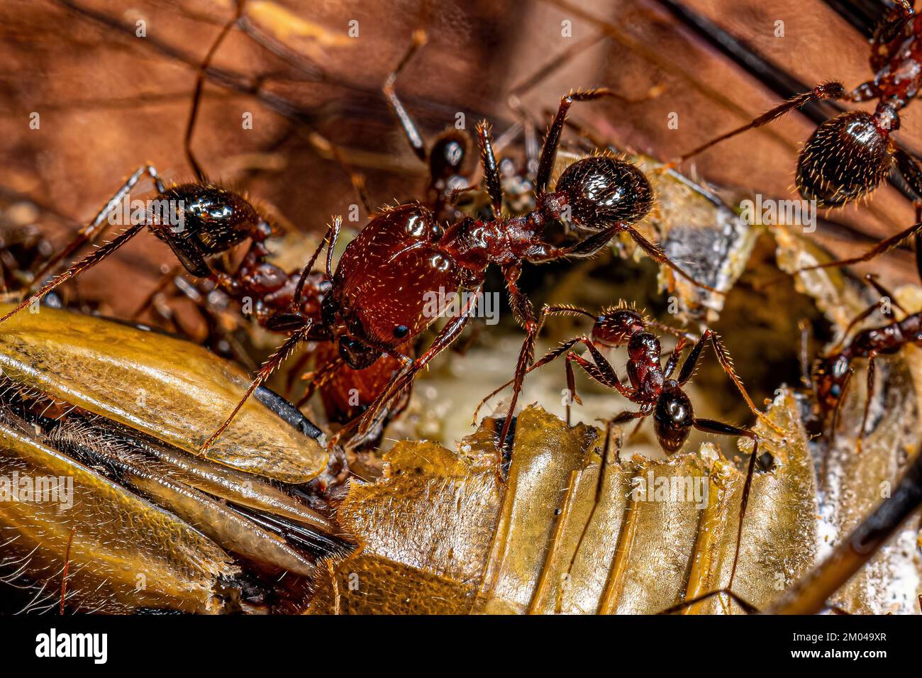 Adult Female Big-headed Ants of the Genus Pheidole preying on a cicada ...